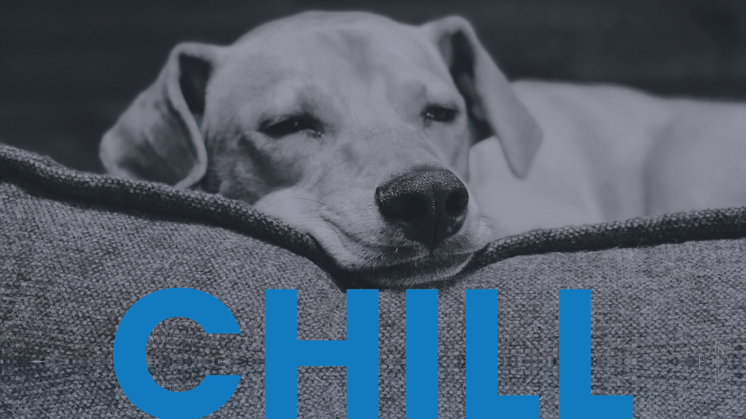 CHILL – The Pet Guru